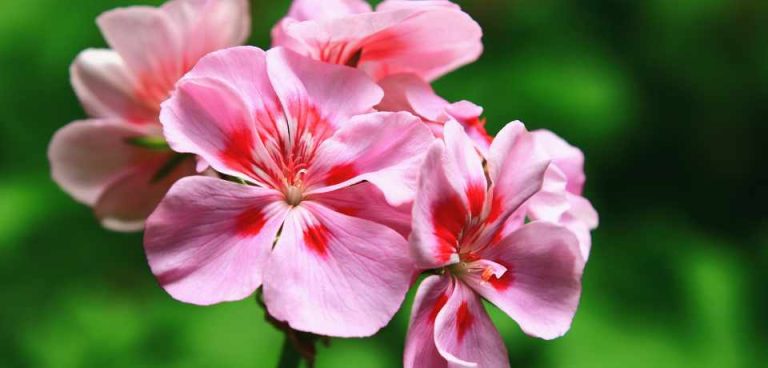 15 Examples Of Plants That Grow From Stems - slicknest