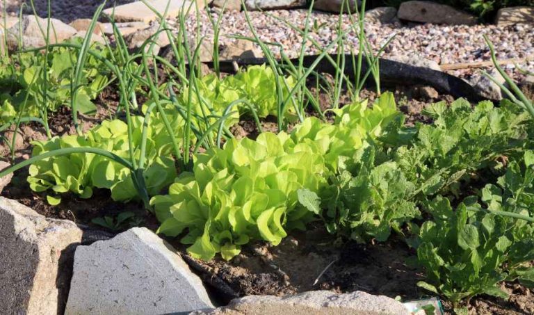 Fast-Growing Intercrops Vegetables: A Complete Guide - slicknest
